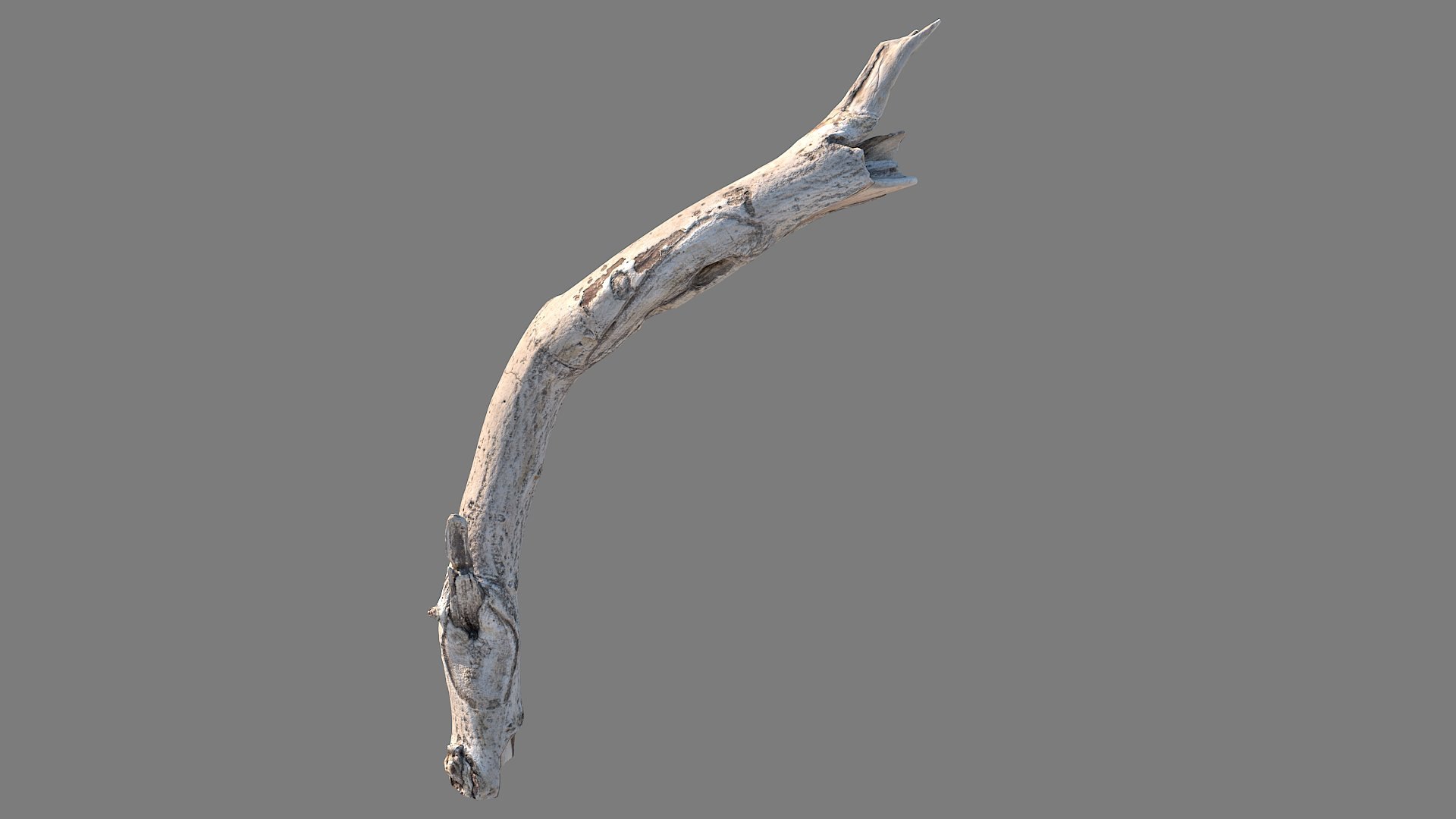 3D Model Twig Scanned 05 - TurboSquid 2088932