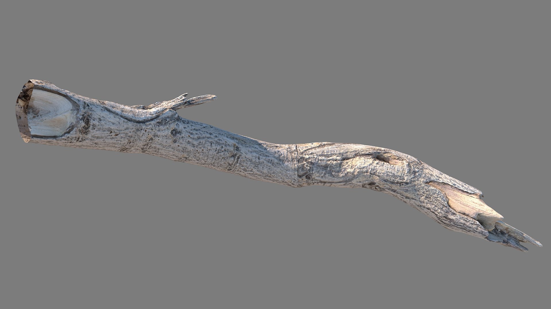 3D Model Twig Scanned 05 - TurboSquid 2088932