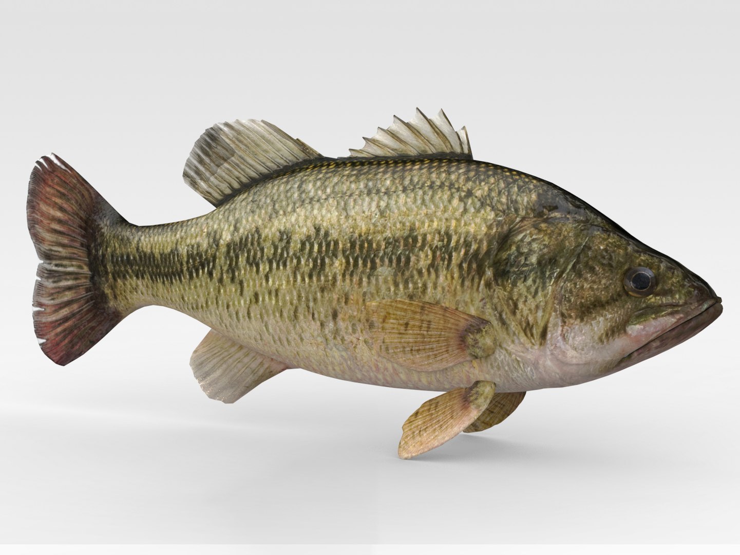 Bass Fish 3D Model - TurboSquid 2322812