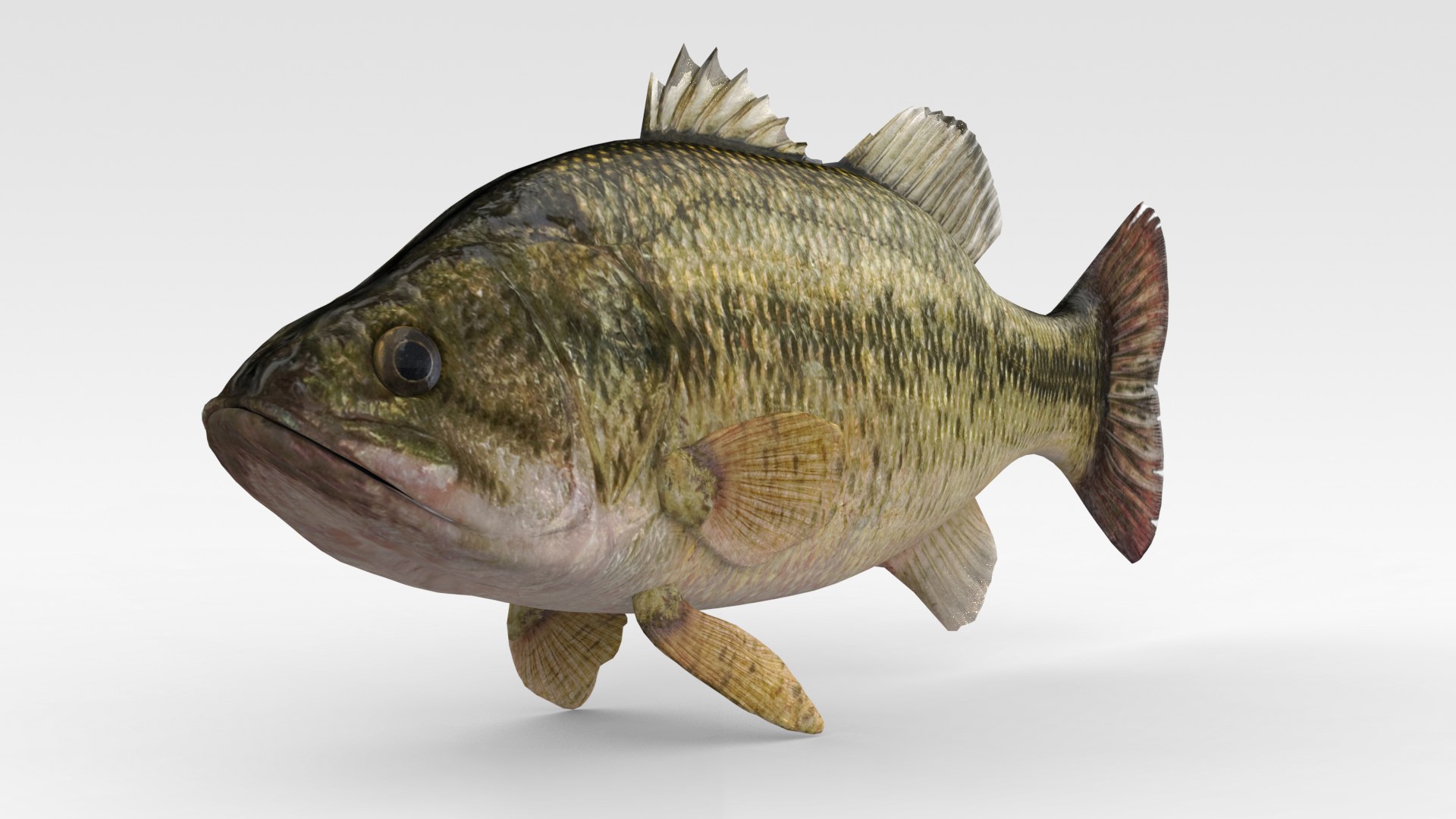 Bass Fish 3D Model - TurboSquid 2322812