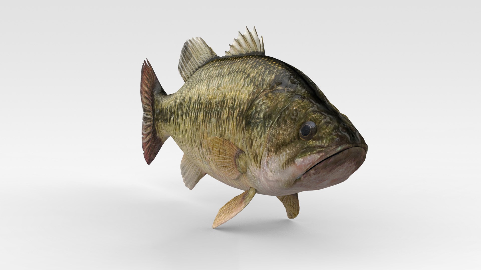 Bass Fish 3D Model - TurboSquid 2322812