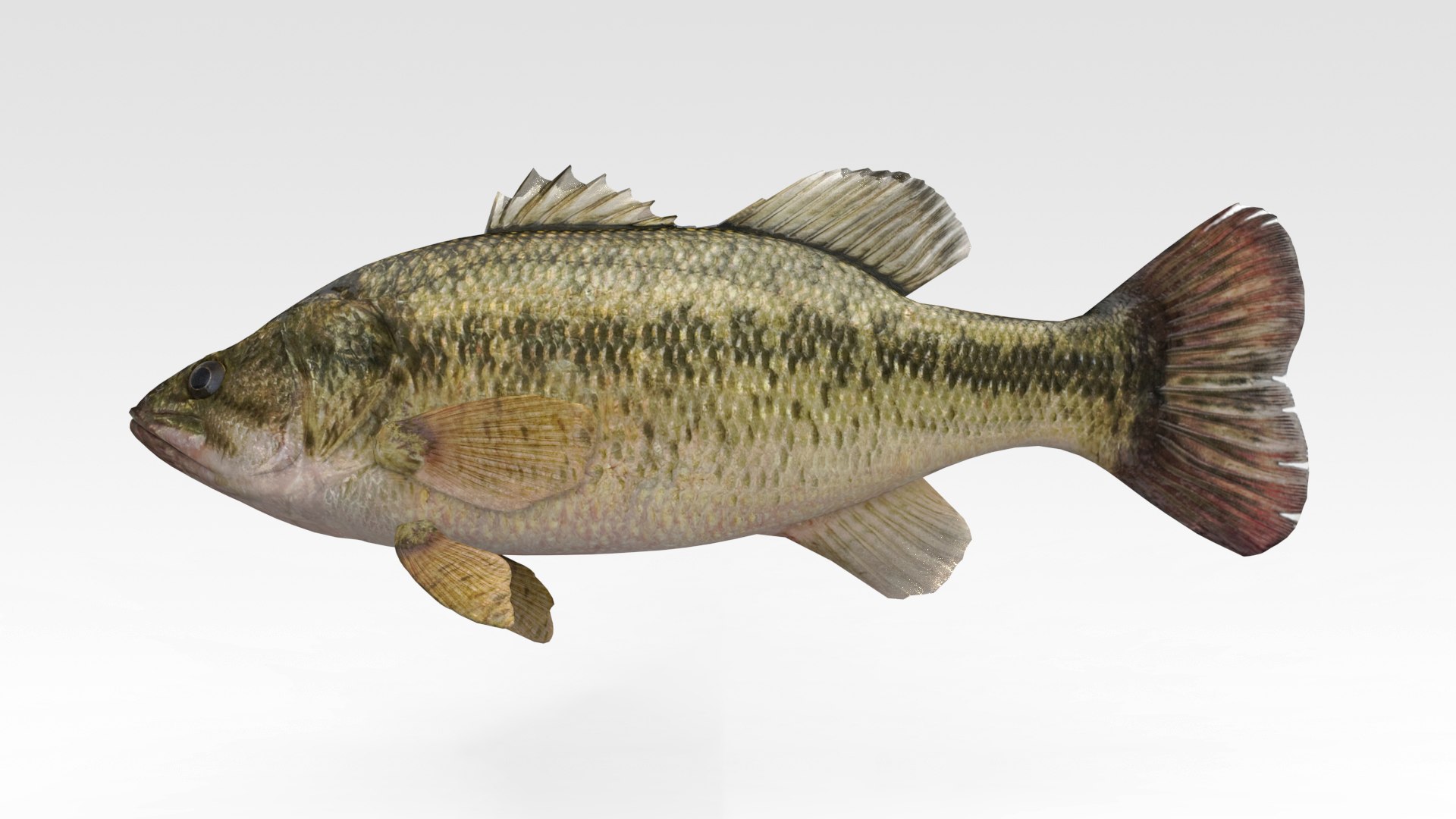 Bass Fish 3D Model - TurboSquid 2322812
