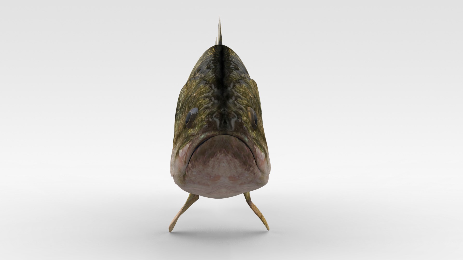 Bass Fish 3D Model - TurboSquid 2322812