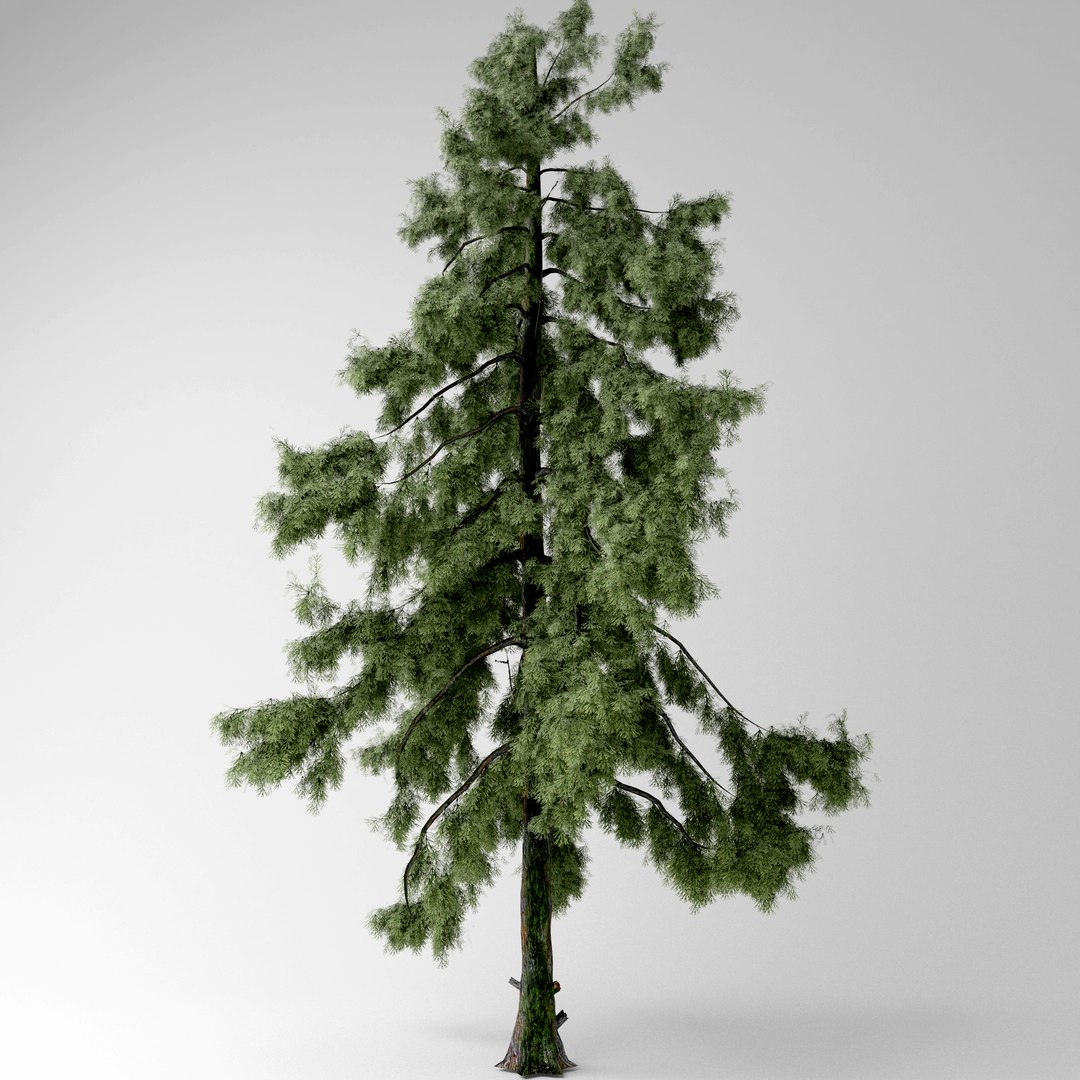 3D Alaska Cedar Tree - TurboSquid 1533903