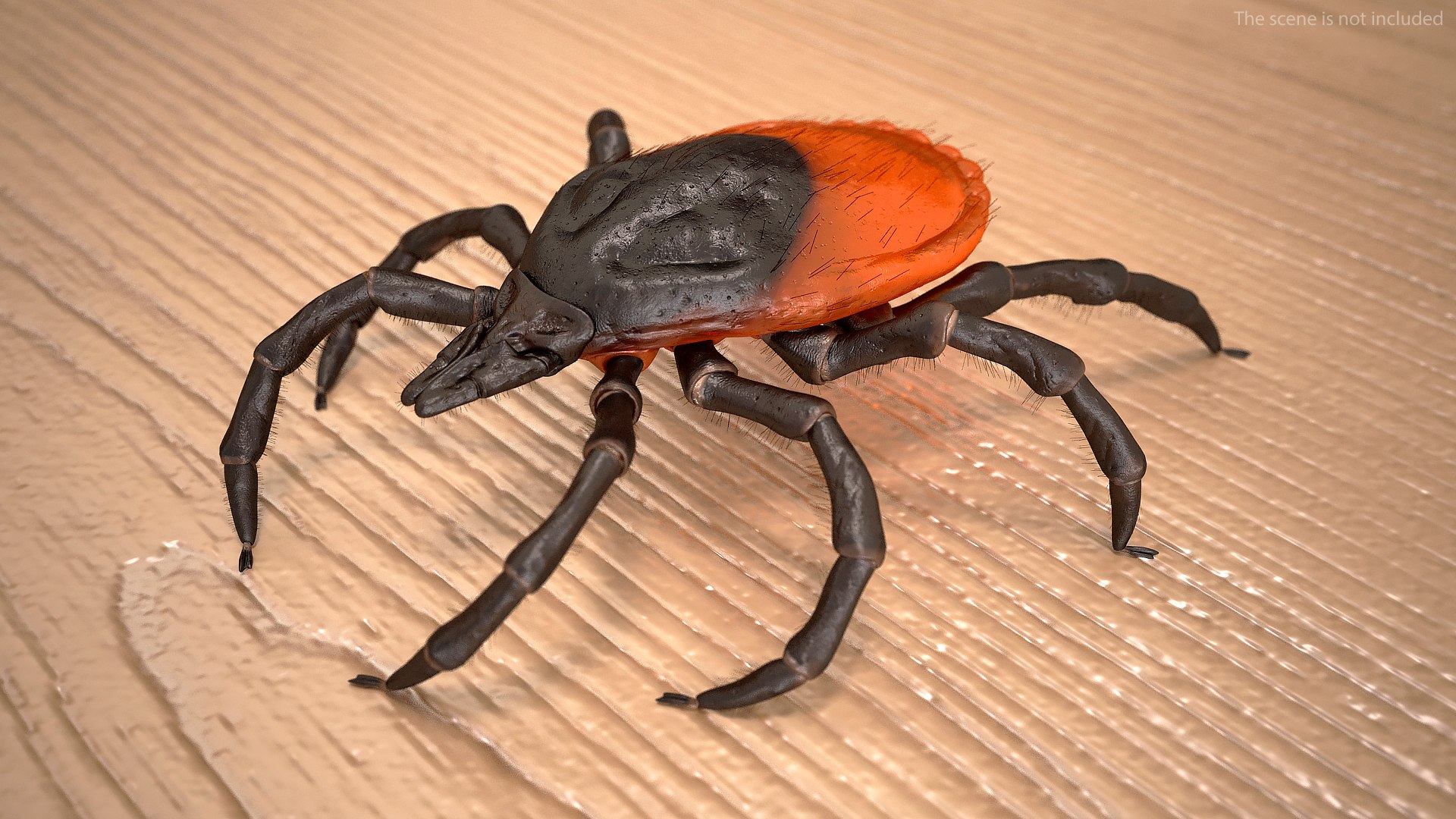Tick Fur 3D Model - TurboSquid 1853462