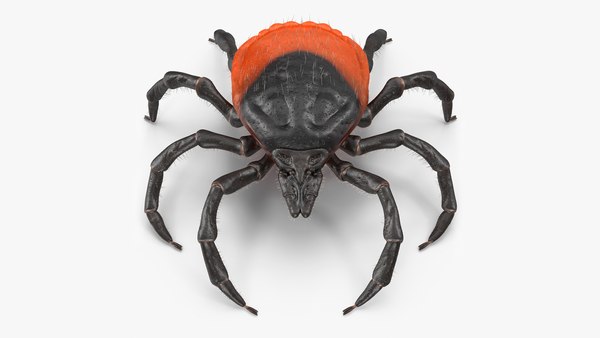 Tick Fur 3D model - TurboSquid 1853462