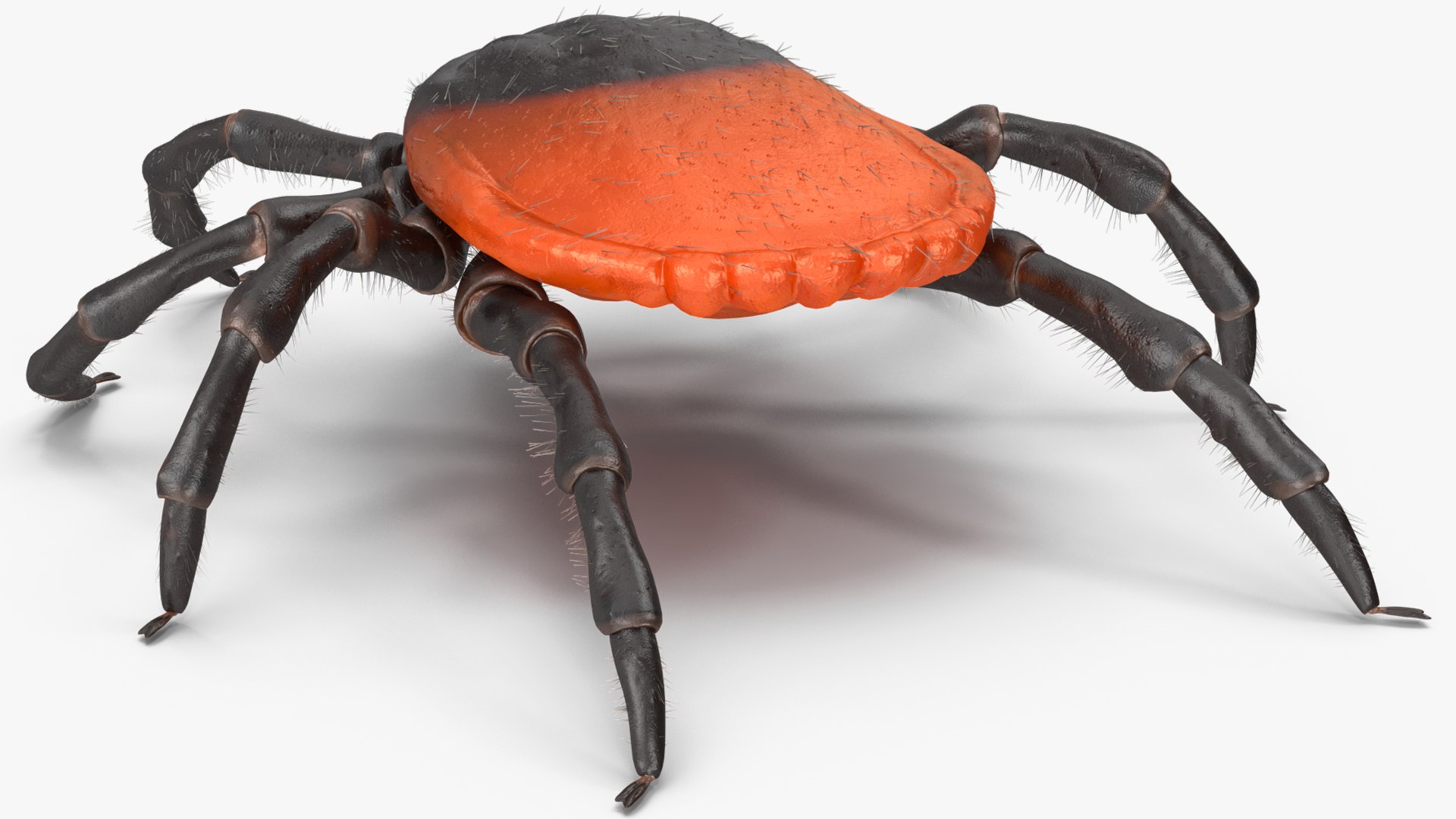 Tick Fur 3D Model - TurboSquid 1853462