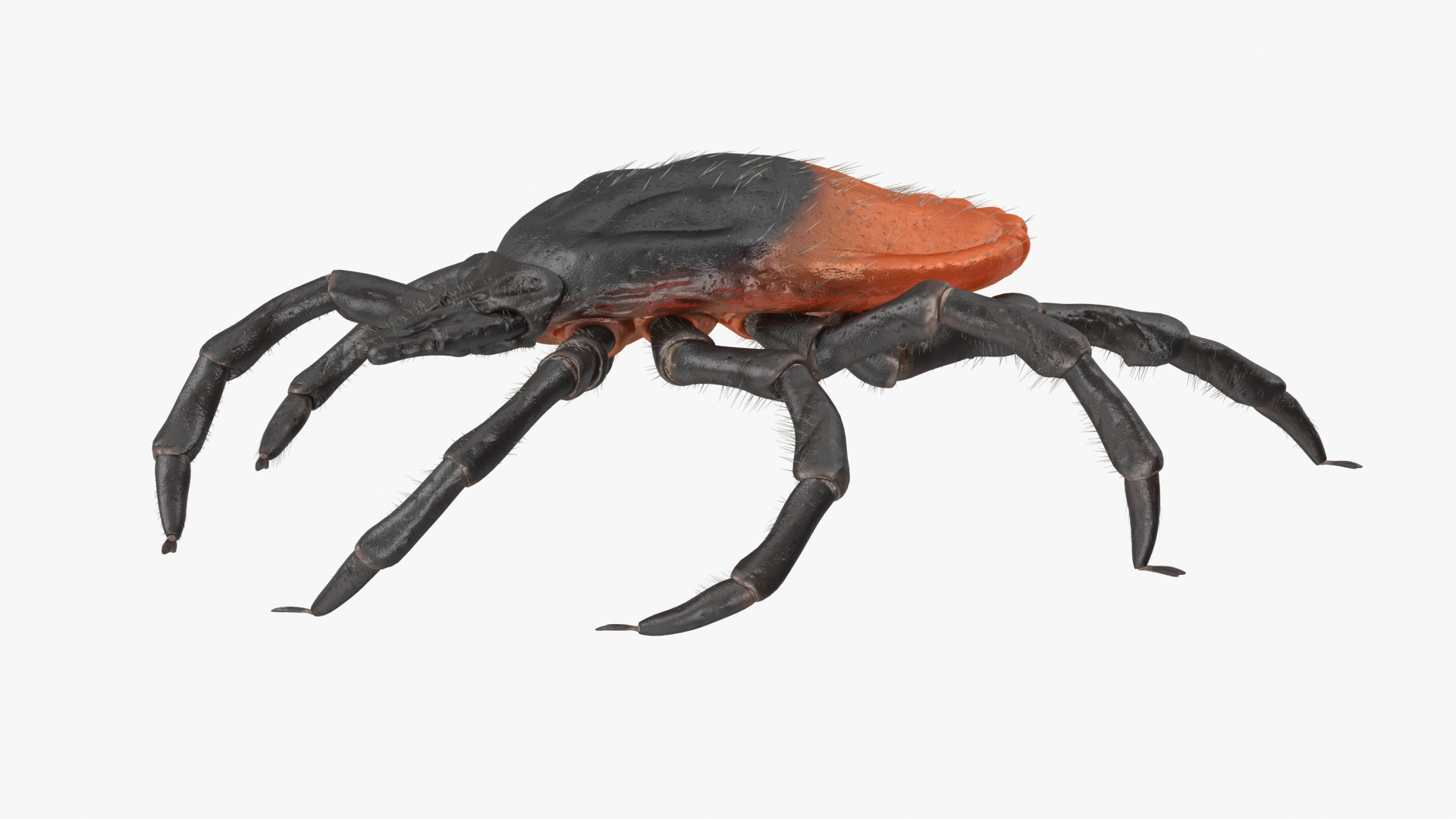 Tick Fur 3D Model - TurboSquid 1853462