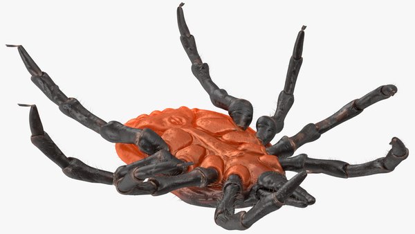 Tick Fur 3D model - TurboSquid 1853462