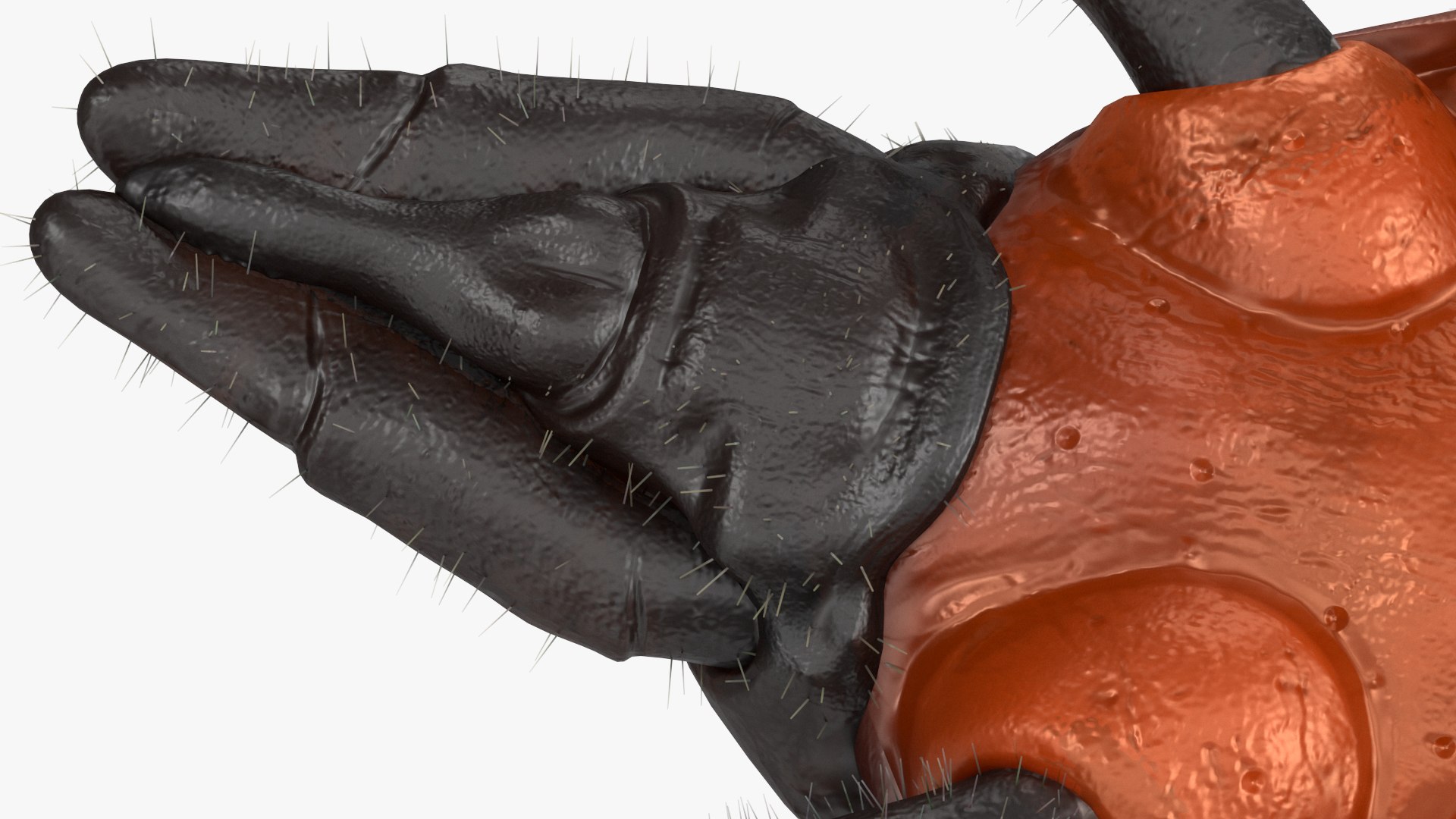 Tick Fur 3D Model - TurboSquid 1853462