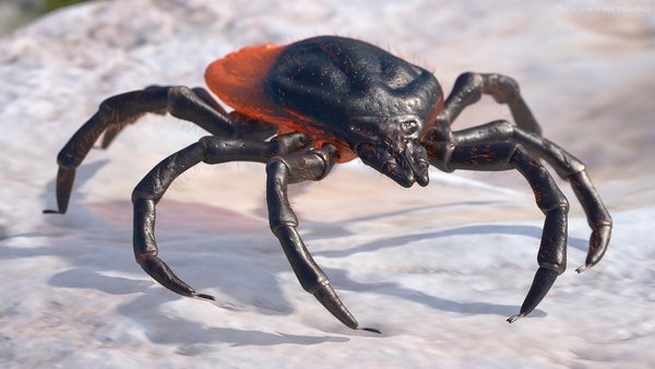Tick Fur 3D model - TurboSquid 1853462