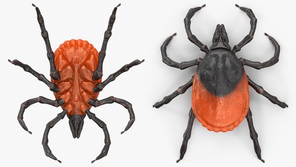 Tick Fur 3D model - TurboSquid 1853462