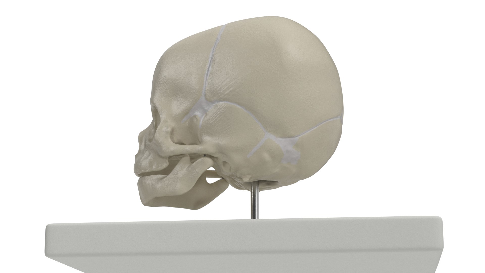 Full-Term Fetal Skull Plastic Medical Display 3D Model - TurboSquid 2409840