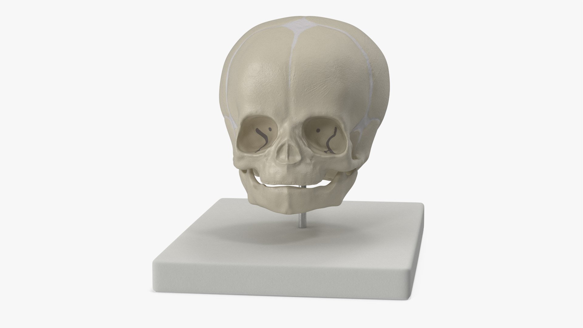 Full-Term Fetal Skull Plastic Medical Display 3D Model - TurboSquid 2409840