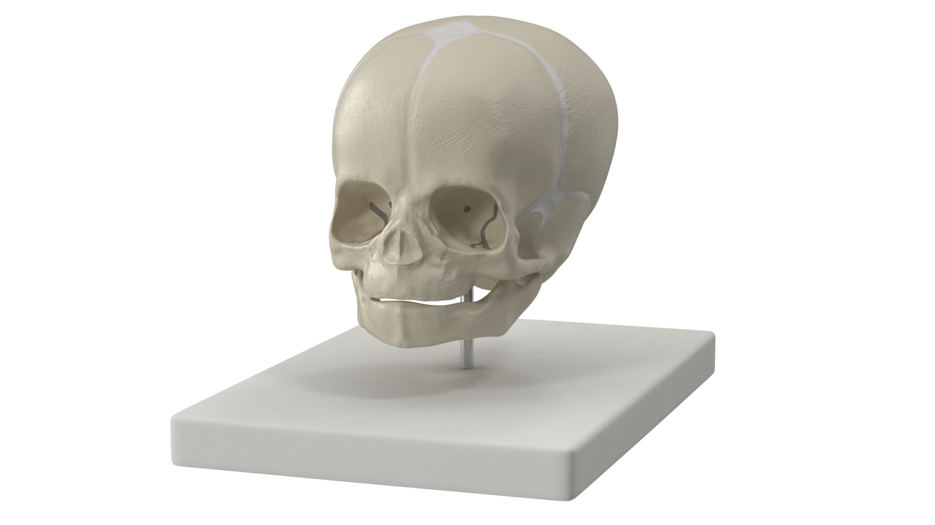 Full-Term Fetal Skull Plastic Medical Display 3D Model - TurboSquid 2409840