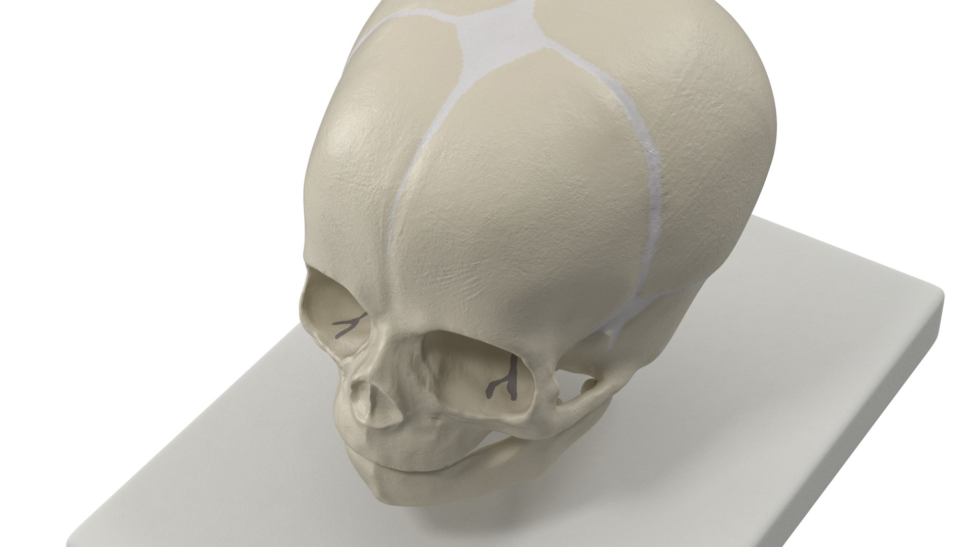 Full-Term Fetal Skull Plastic Medical Display 3D Model - TurboSquid 2409840