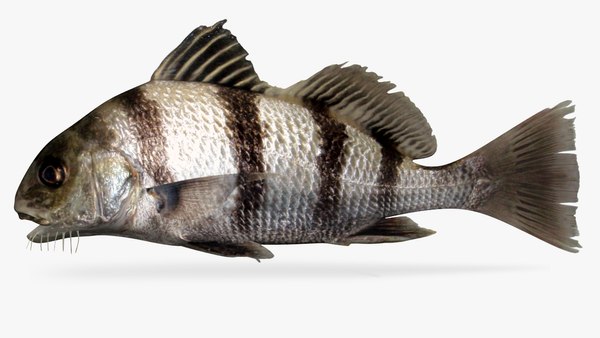 Bonefish fish 3D model - TurboSquid 1696483