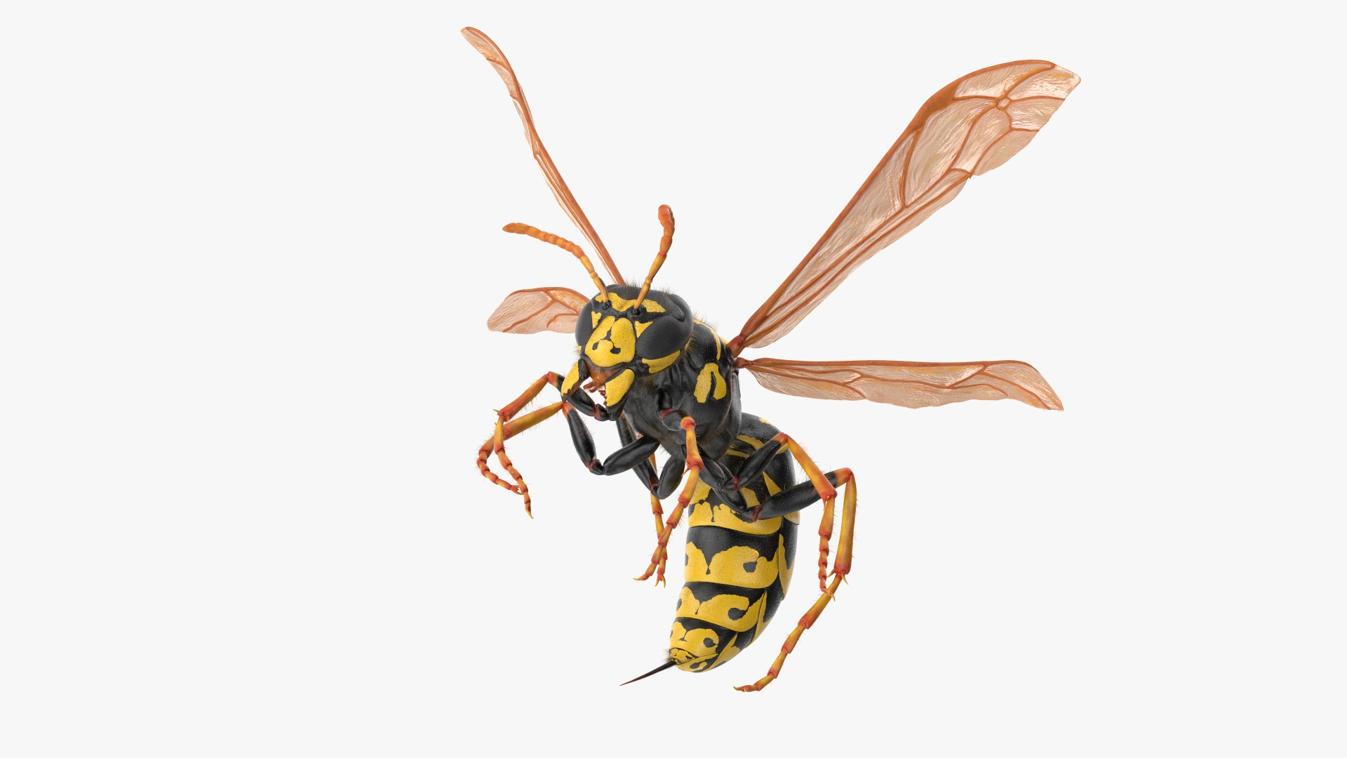 3D Wasp Attack Pose Fur - TurboSquid 1625234
