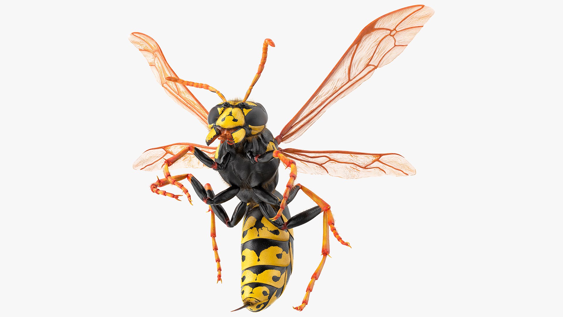 3D Wasp Attack Pose Fur - TurboSquid 1625234