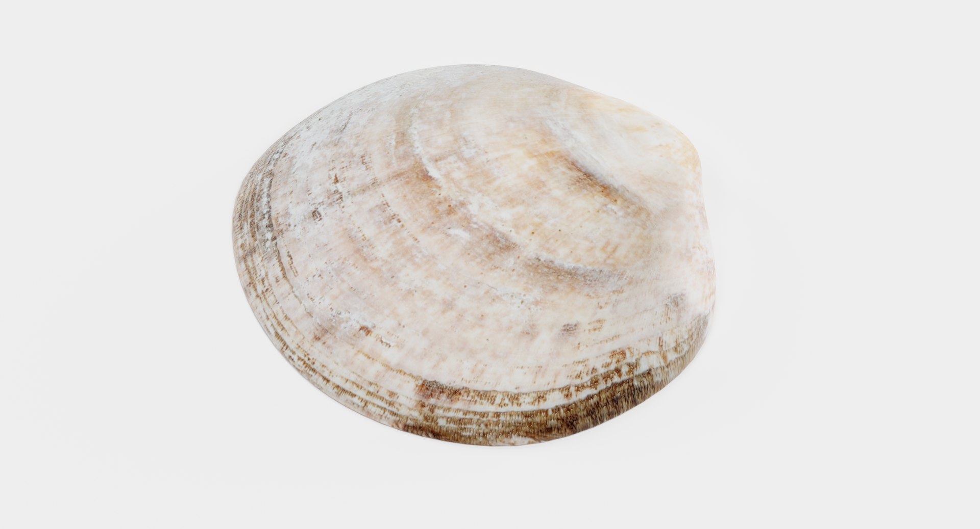 3D Model Clam Pbr - TurboSquid 1229486