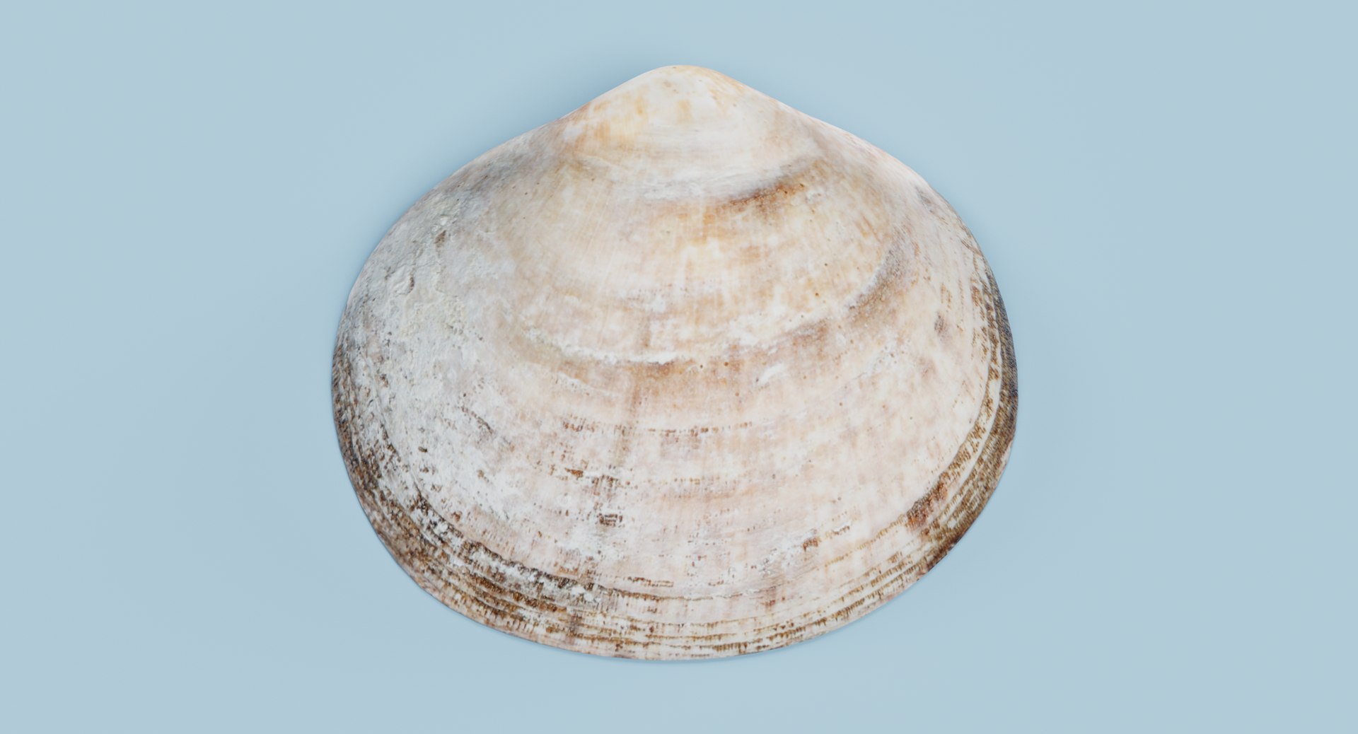 3D Model Clam Pbr - TurboSquid 1229486