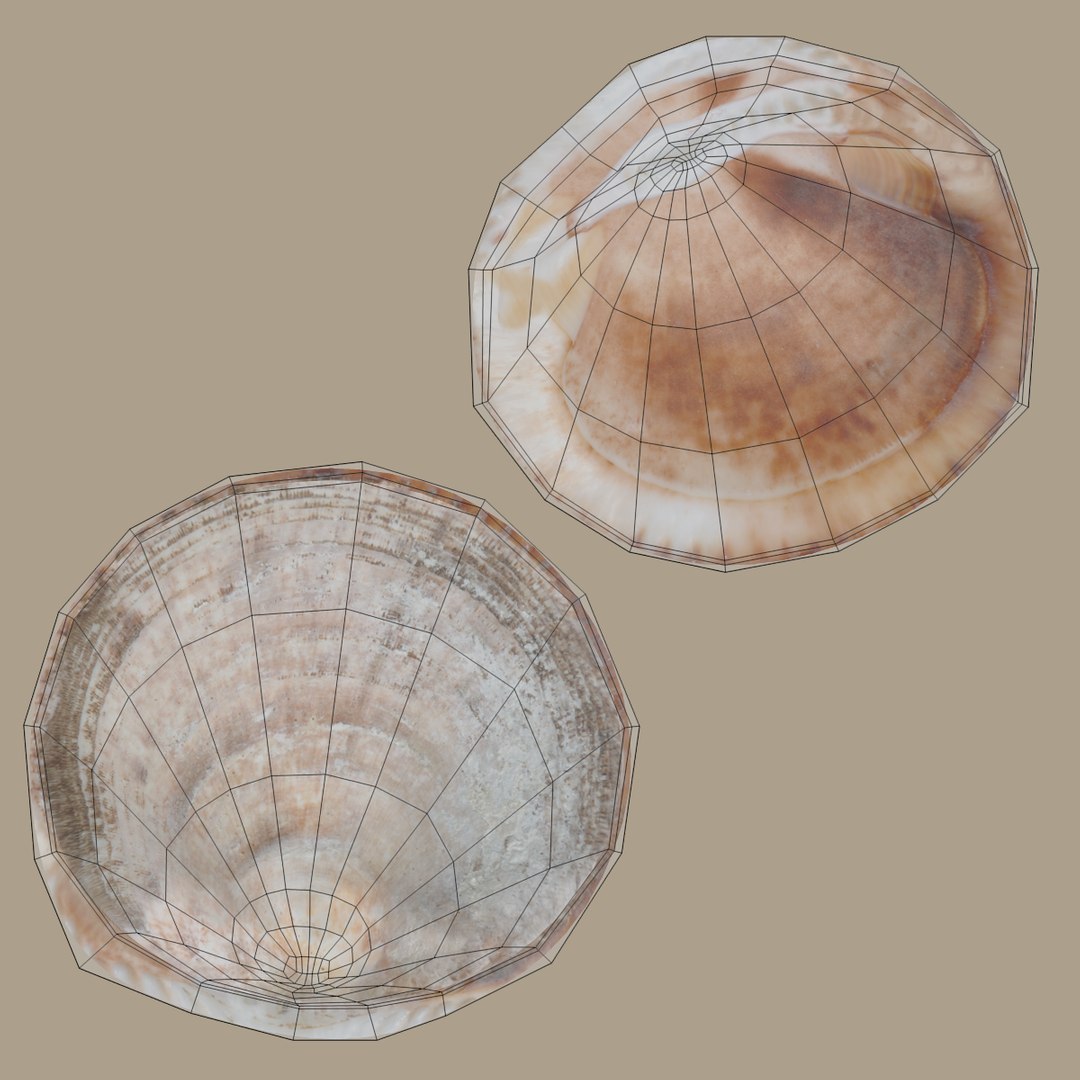 3D Model Clam Pbr - TurboSquid 1229486