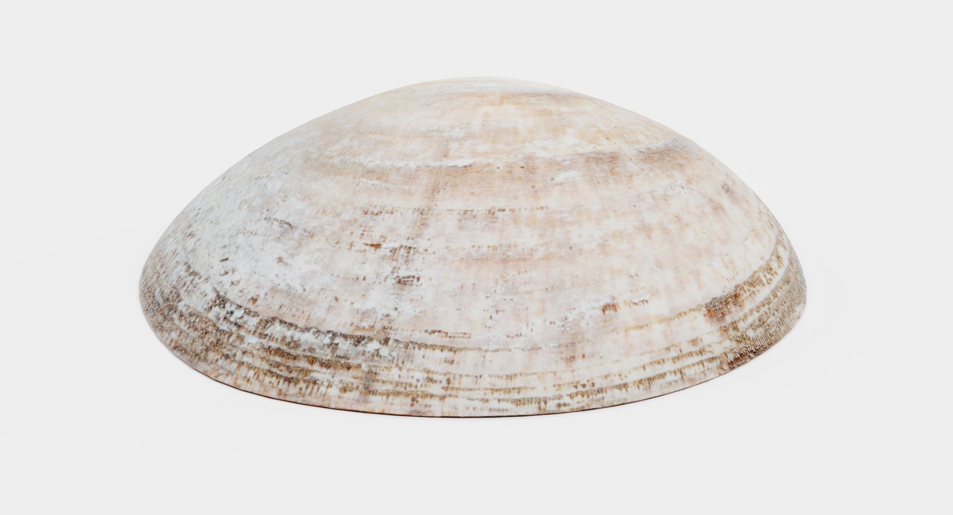 3D Model Clam Pbr - TurboSquid 1229486