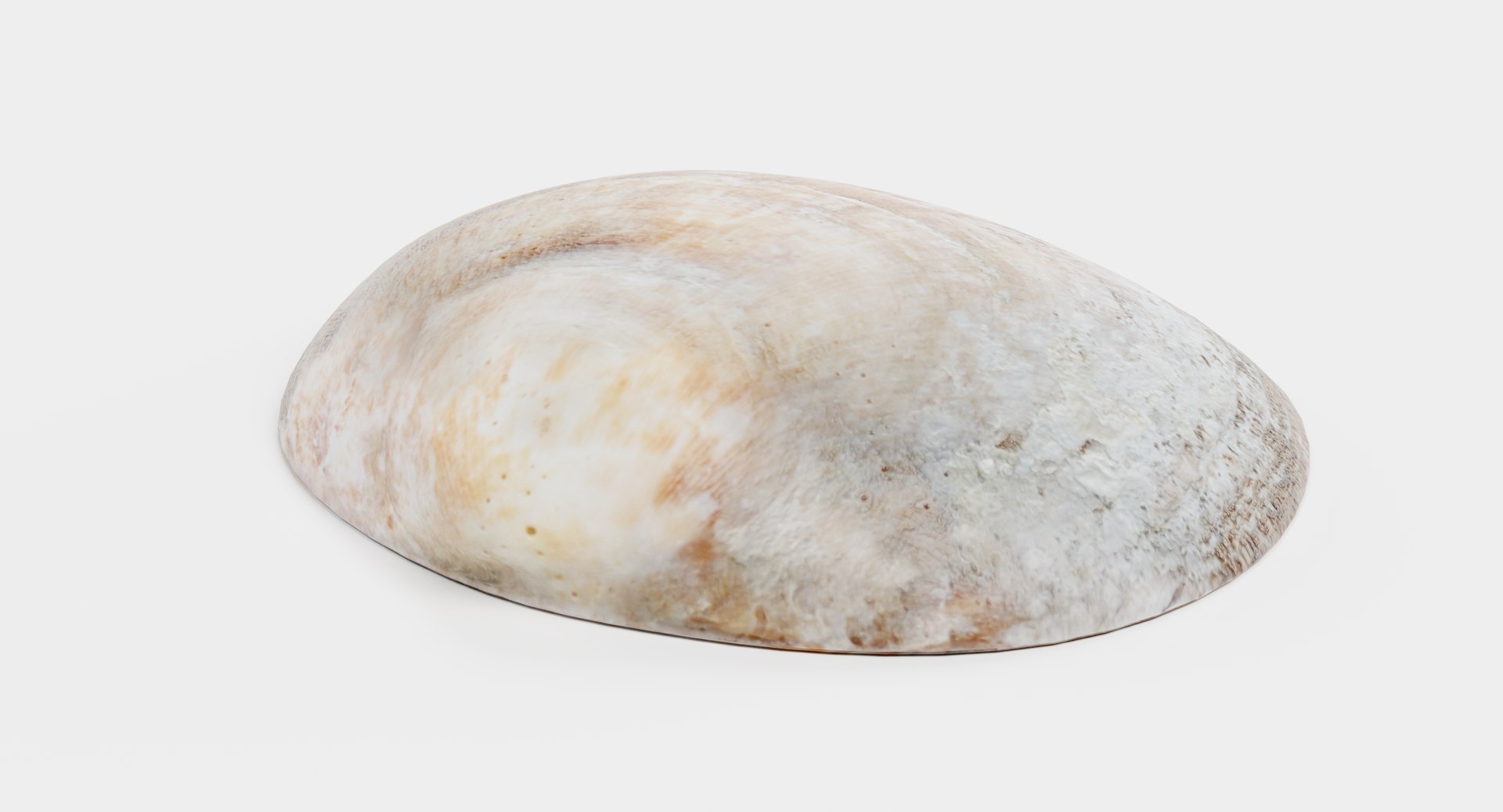 3D Model Clam Pbr - TurboSquid 1229486