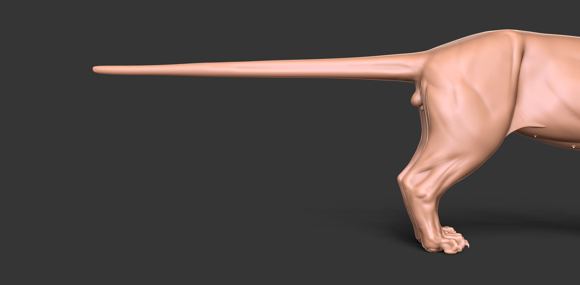 Snow Leopard Primary Forms Zbrush Sculpt 3D - TurboSquid 1818686