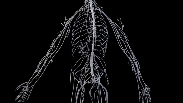 3D Human Male Nervous System and Brain model - TurboSquid 2015257