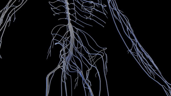 3D Human Male Nervous System and Brain model - TurboSquid 2015257