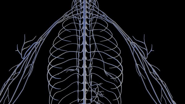 modèle 3D de Système nerveux et cerveau de l'homme humain - TurboSquid ...