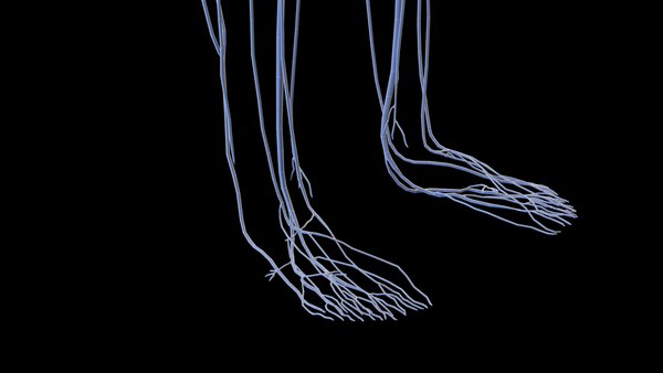 3D Human Male Nervous System and Brain model - TurboSquid 2015257