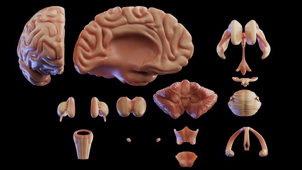 3D Human Male Nervous System and Brain model - TurboSquid 2015257