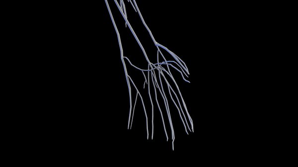3D Human Male Nervous System and Brain model - TurboSquid 2015257