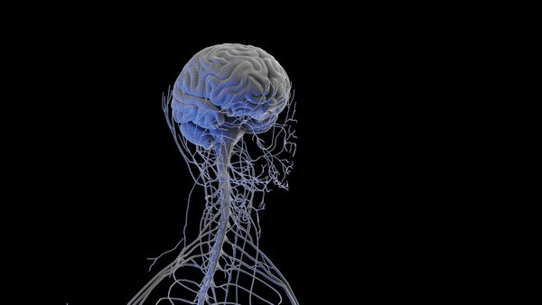 3D Human Male Nervous System and Brain model - TurboSquid 2015257