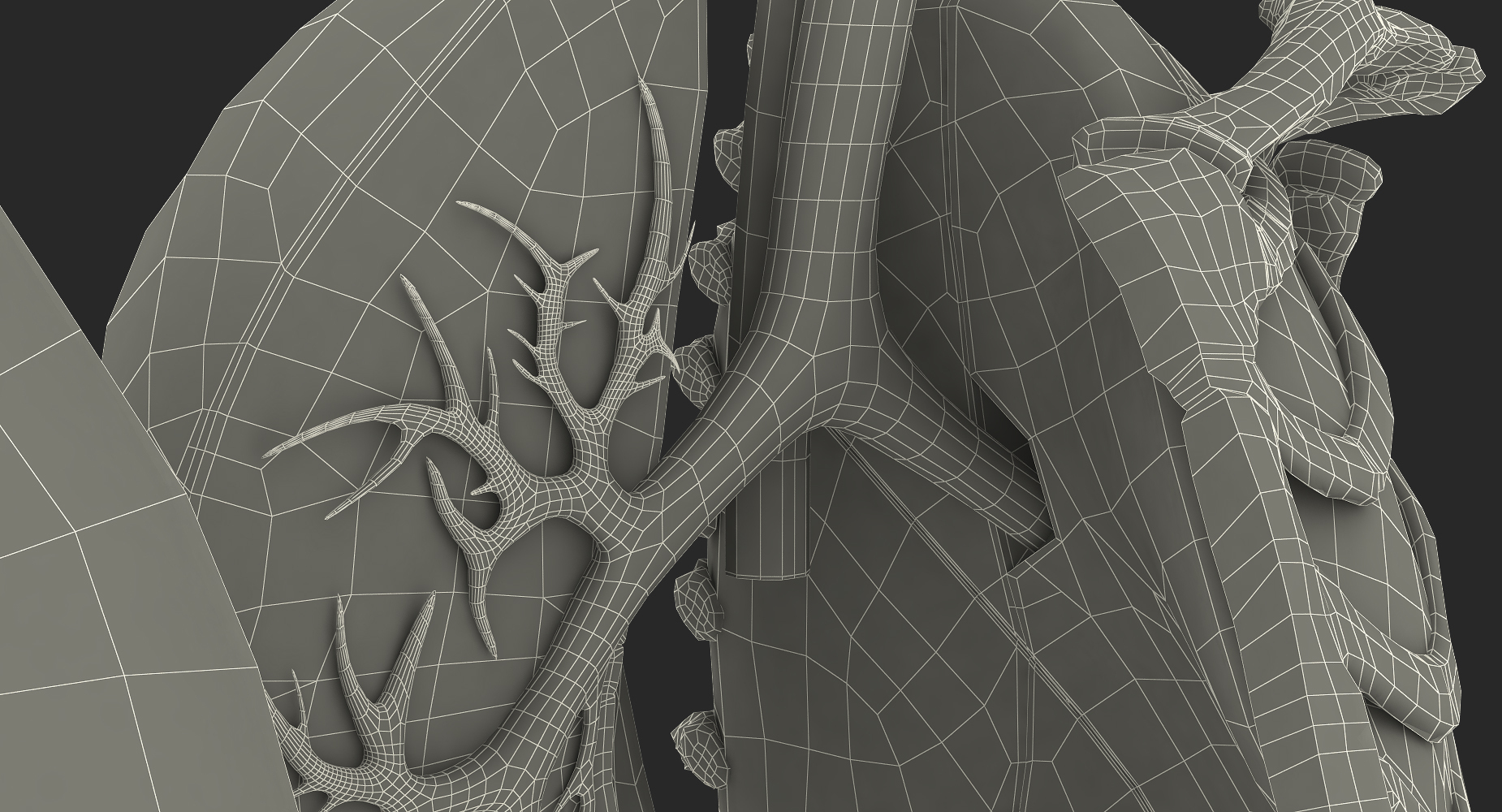 3D human respiratory trachea dissection model - TurboSquid 1209642