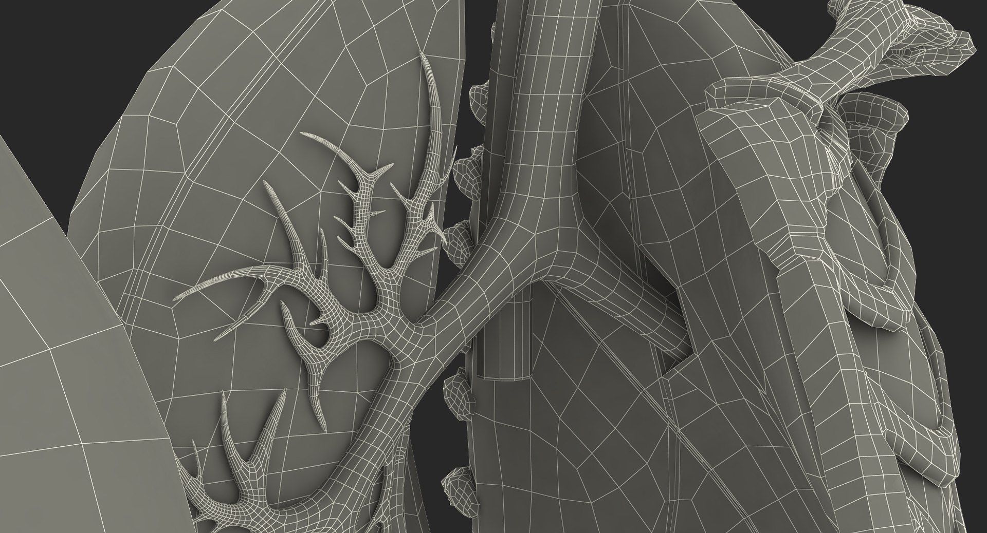 3D Human Respiratory Trachea Dissection Model - TurboSquid 1209642