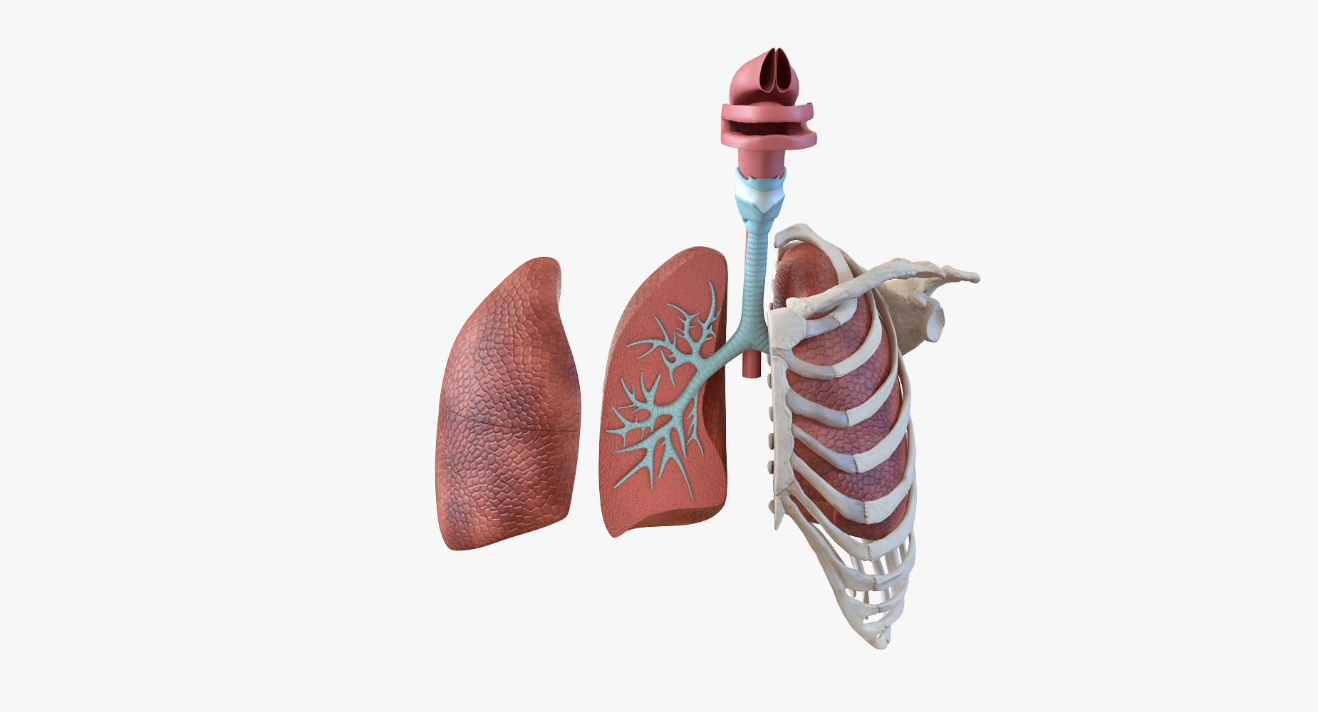3D human respiratory trachea dissection model - TurboSquid 1209642
