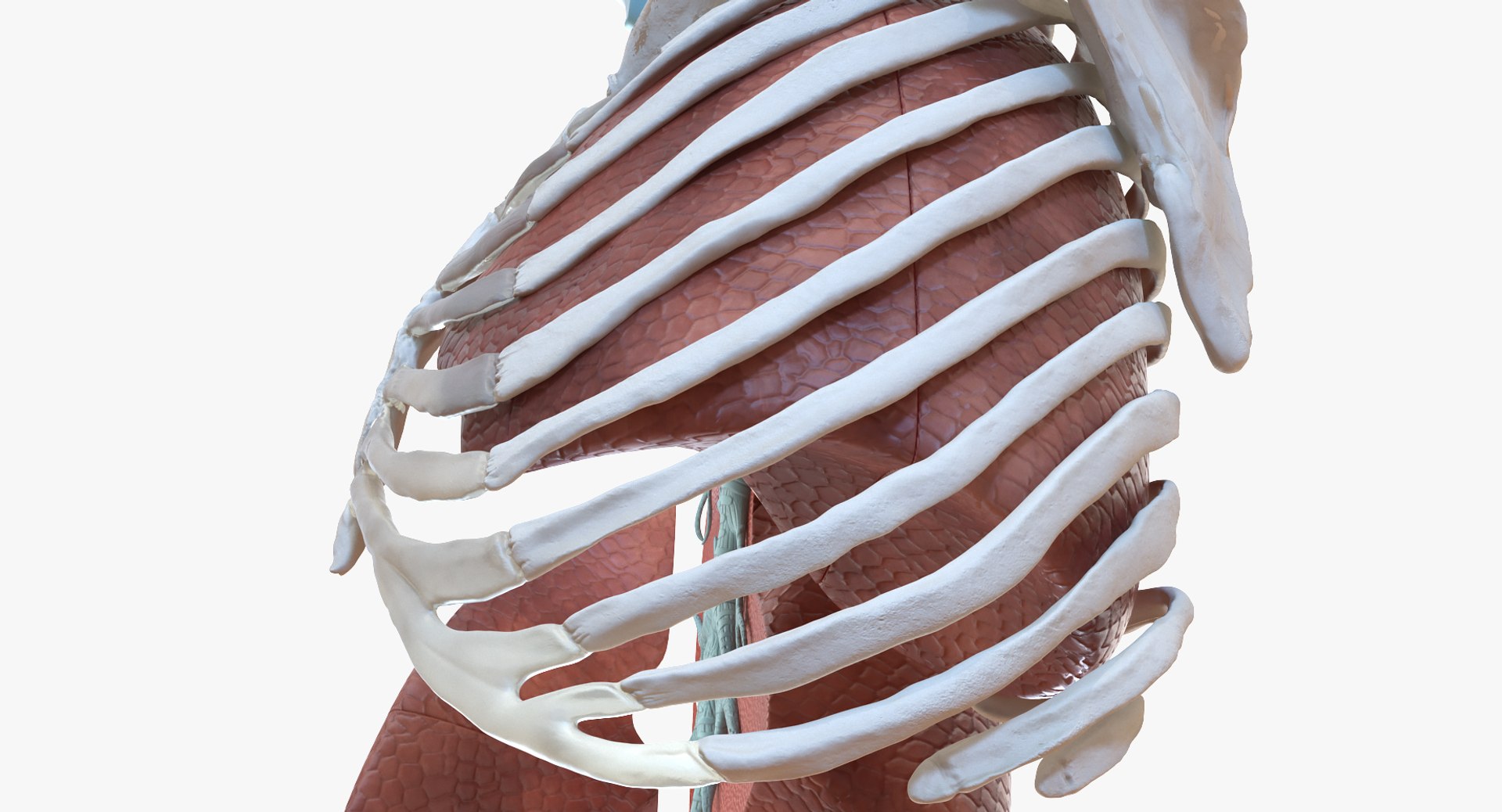 3D Human Respiratory Trachea Dissection Model - TurboSquid 1209642