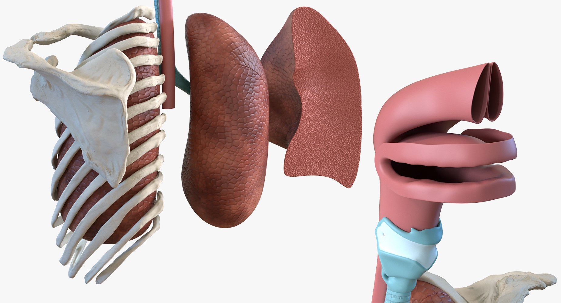 3D human respiratory trachea dissection model - TurboSquid 1209642