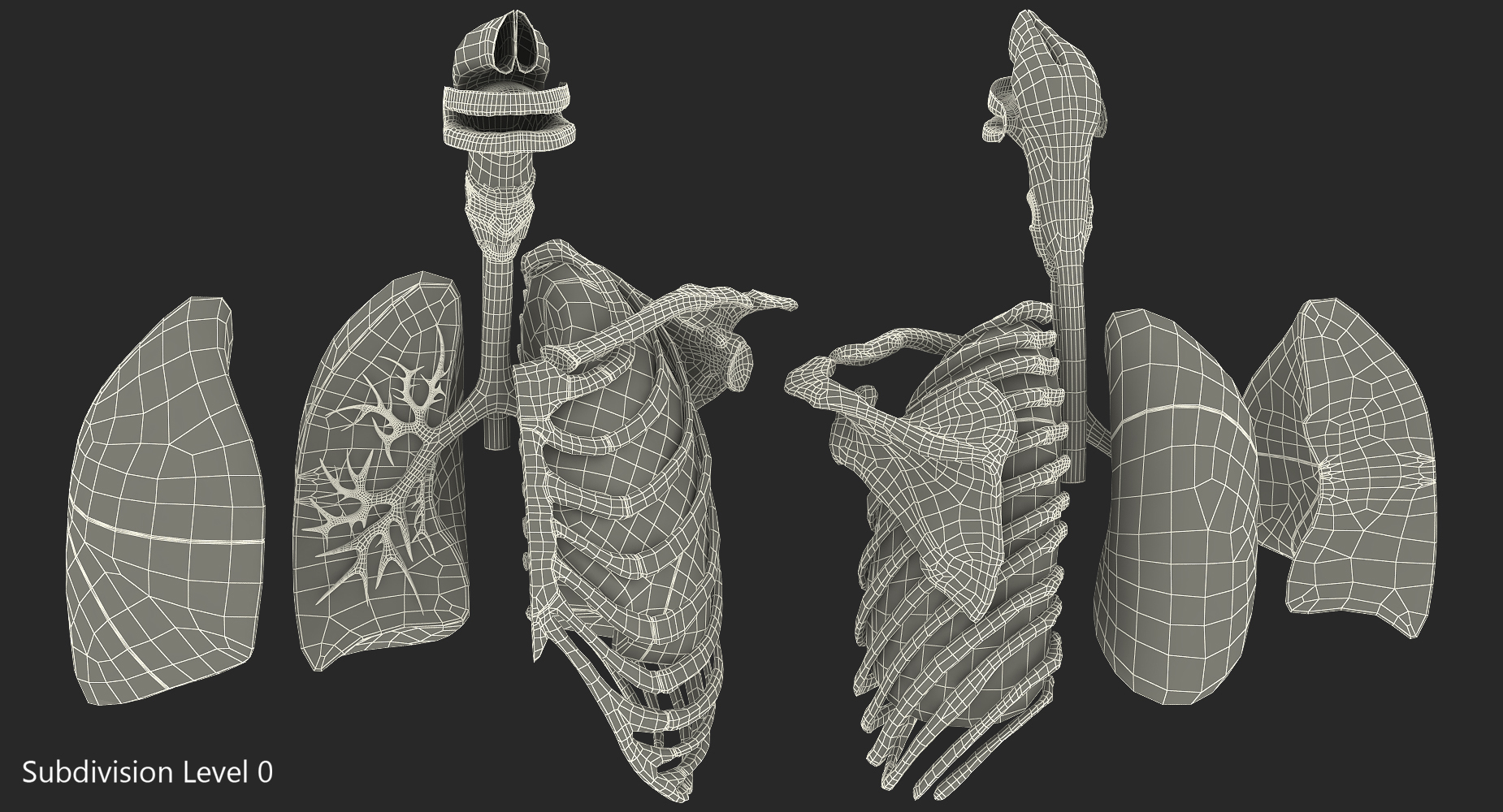 3D human respiratory trachea dissection model - TurboSquid 1209642