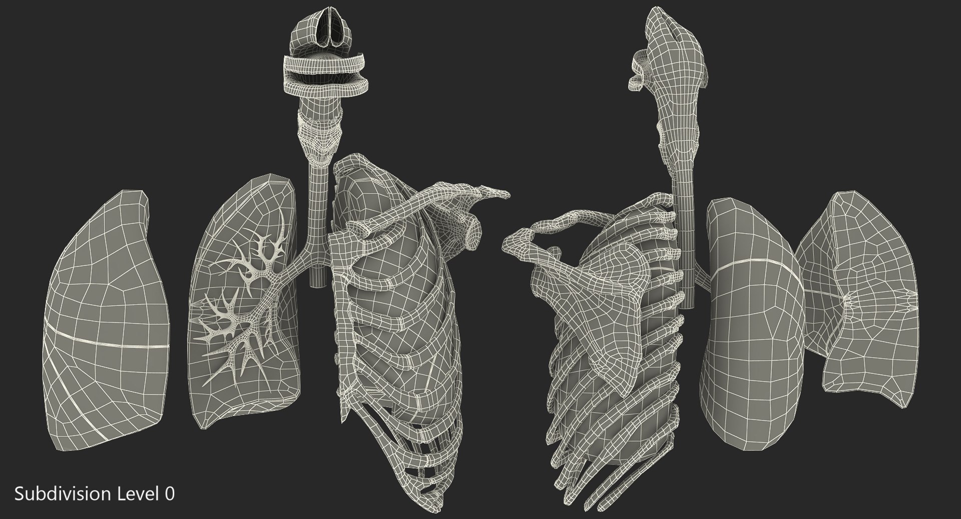 3D Human Respiratory Trachea Dissection Model - TurboSquid 1209642