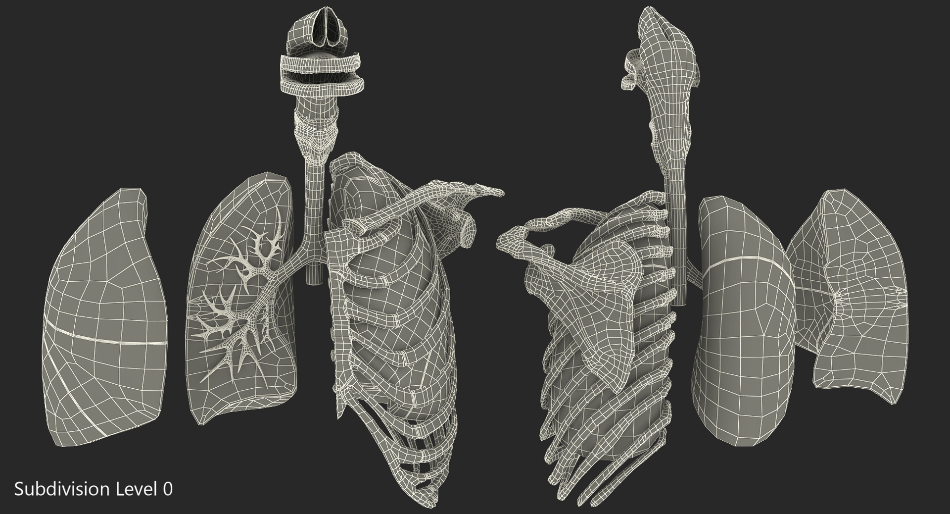 3D human respiratory trachea dissection model - TurboSquid 1209642