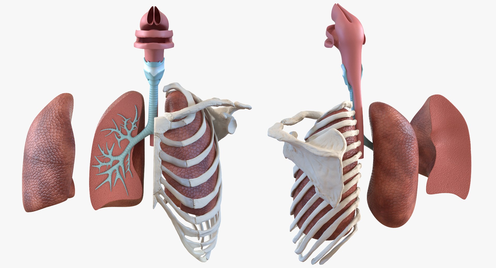 3D Human Respiratory Trachea Dissection Model - TurboSquid 1209642