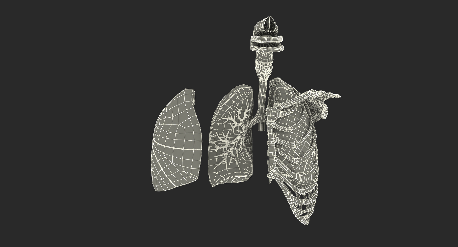 3D human respiratory trachea dissection model - TurboSquid 1209642