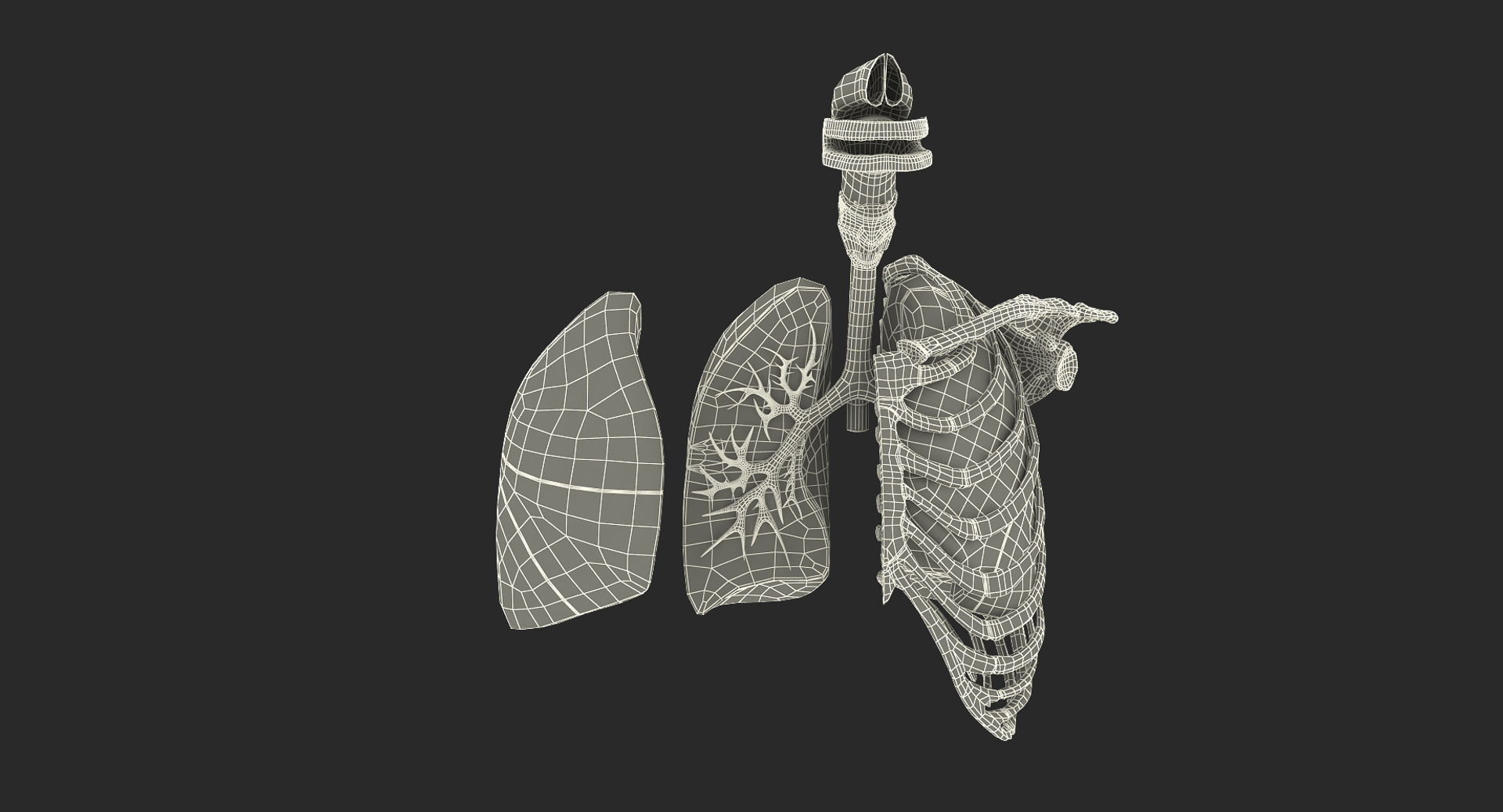 3D Human Respiratory Trachea Dissection Model - TurboSquid 1209642