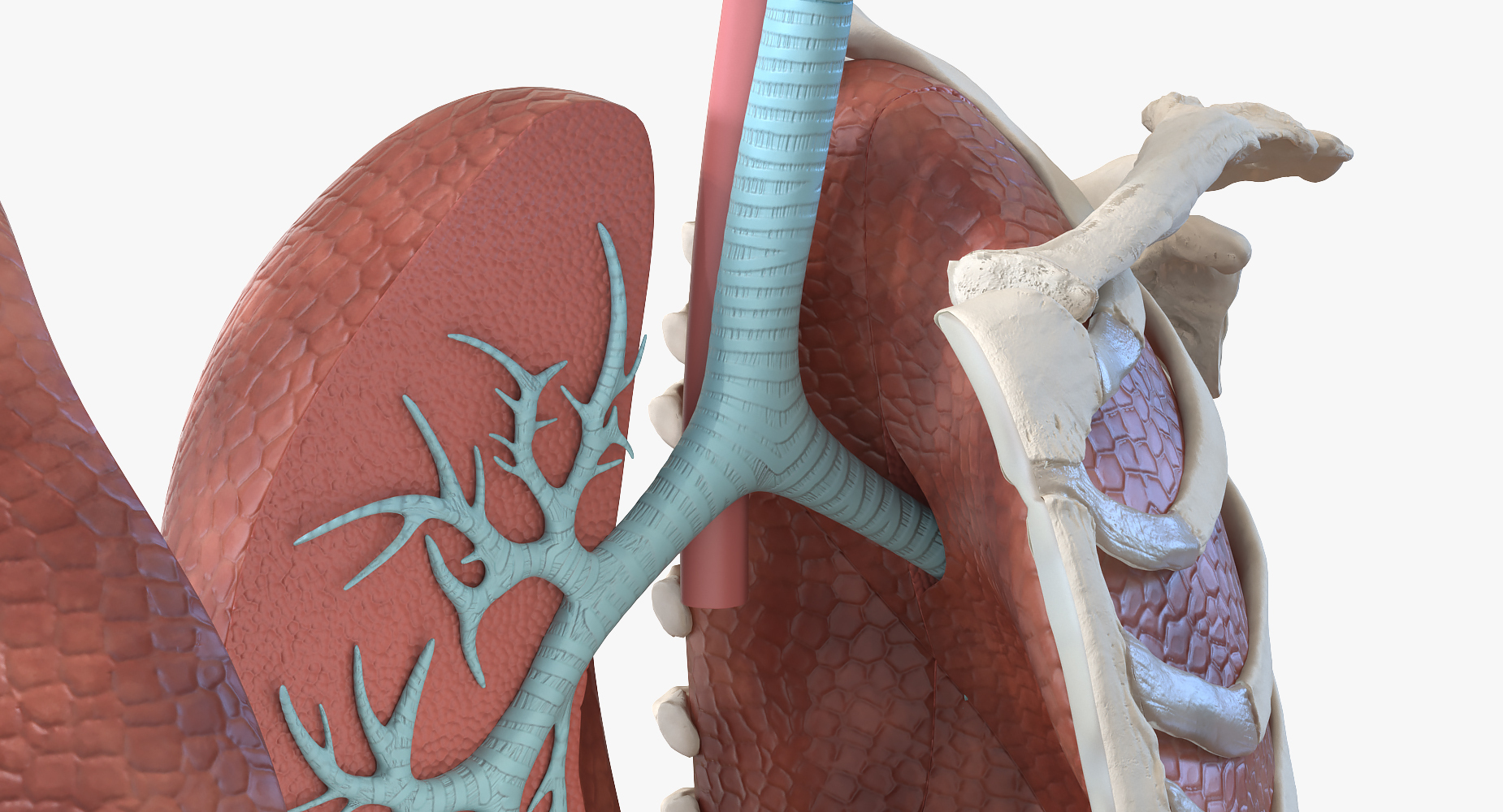 3D human respiratory trachea dissection model - TurboSquid 1209642