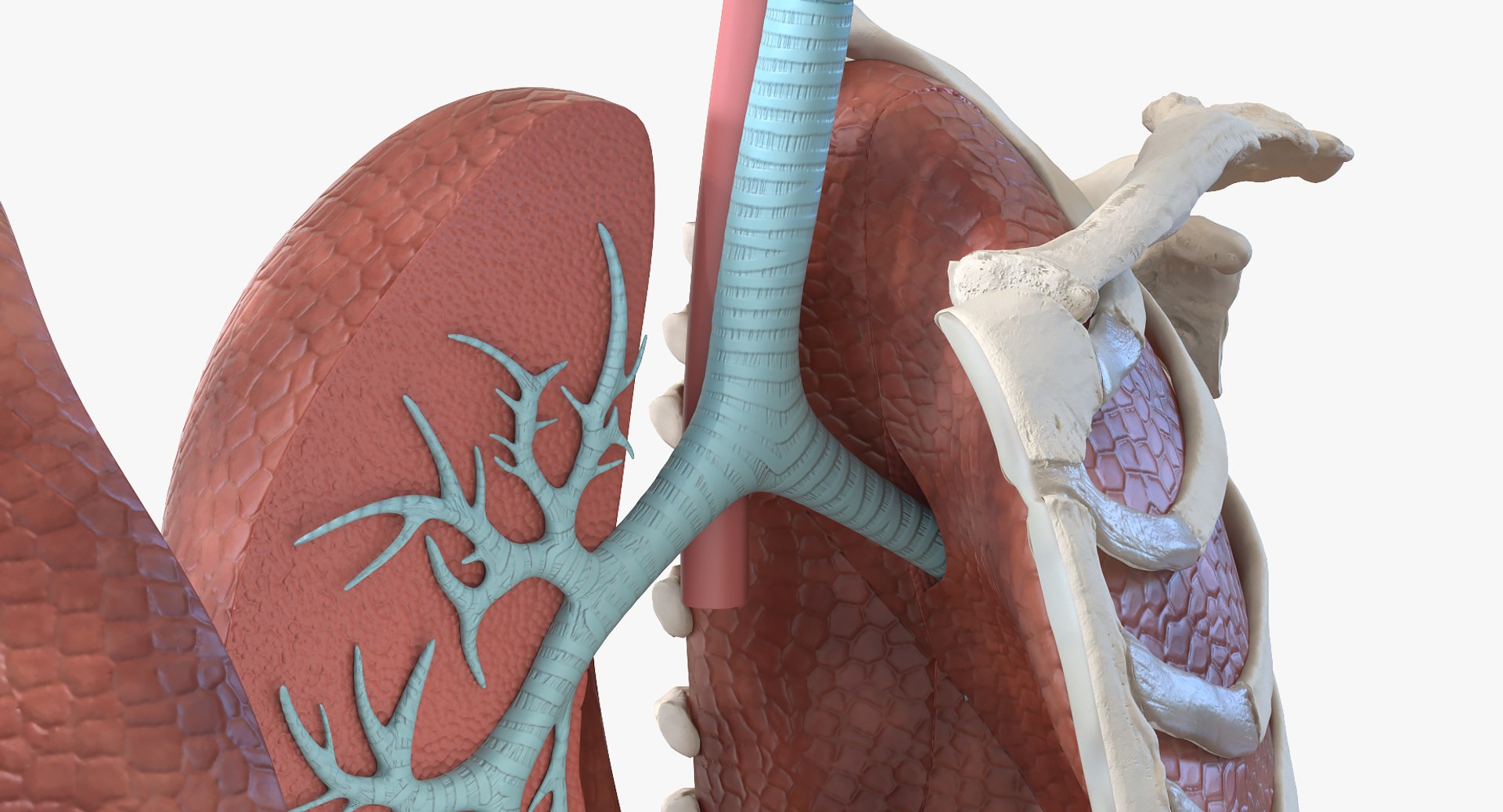 3D Human Respiratory Trachea Dissection Model - TurboSquid 1209642