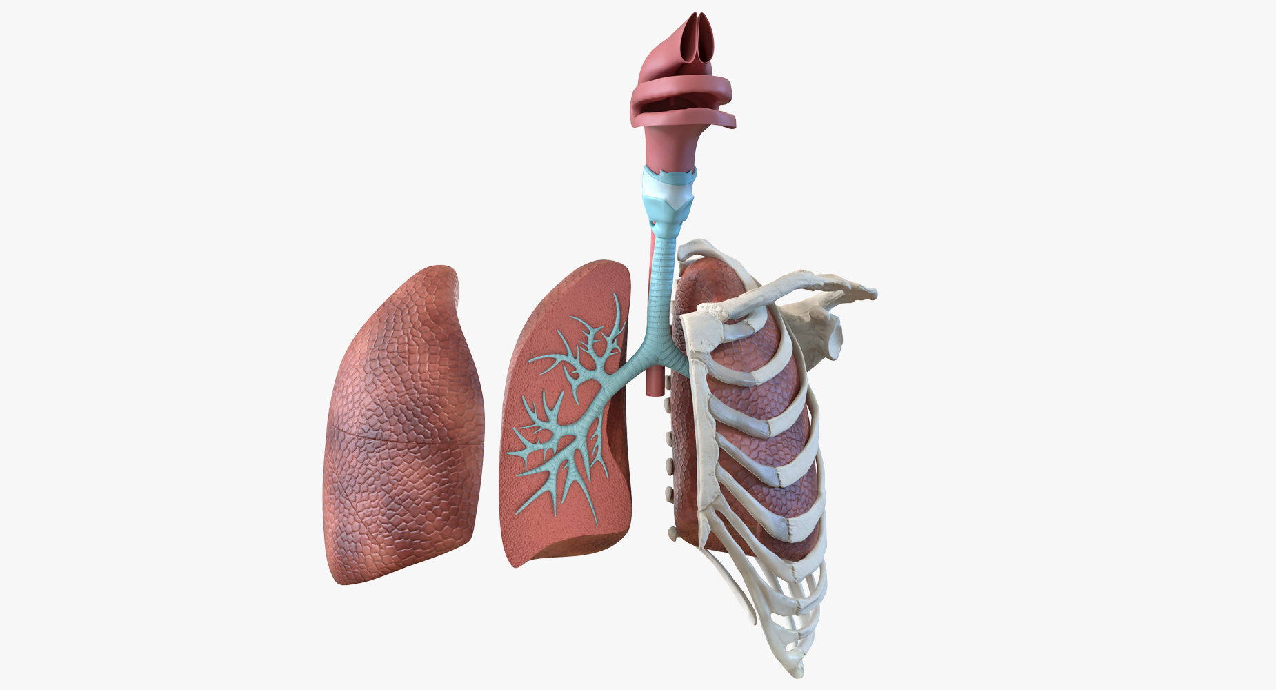 3D human respiratory trachea dissection model - TurboSquid 1209642
